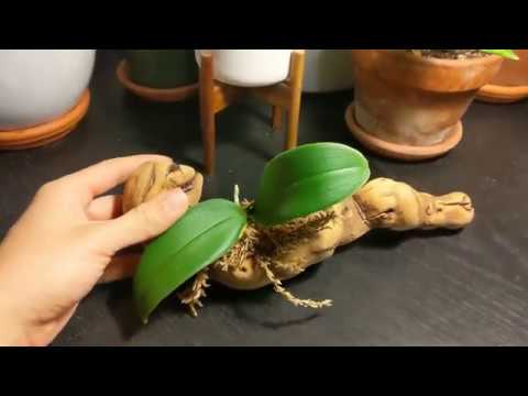 How to Mount an Orchid on Driftwood - YouTube