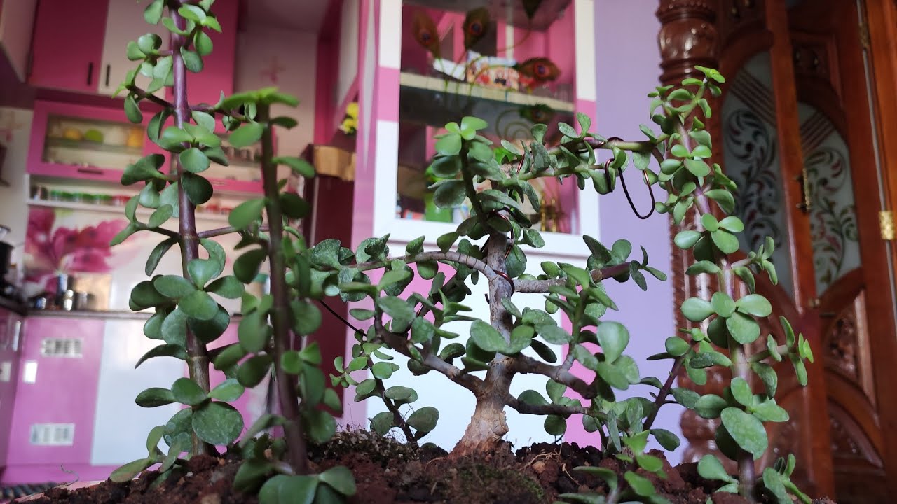 how to make a bonsai forest(jade) ಬೋನ್ಸಾಯ್ ಅರಣ್ಯ #nature #naturelovers ...