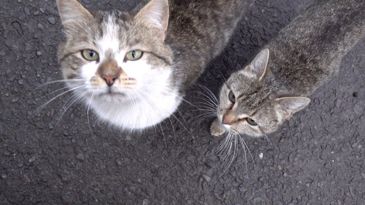 Boy and girl cats so cute - YouTube