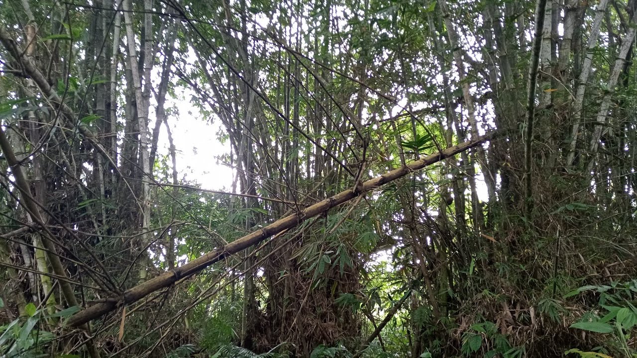 LEGIT TREASURE MARKER/..A Perfect triangulation of bamboo tree's ...