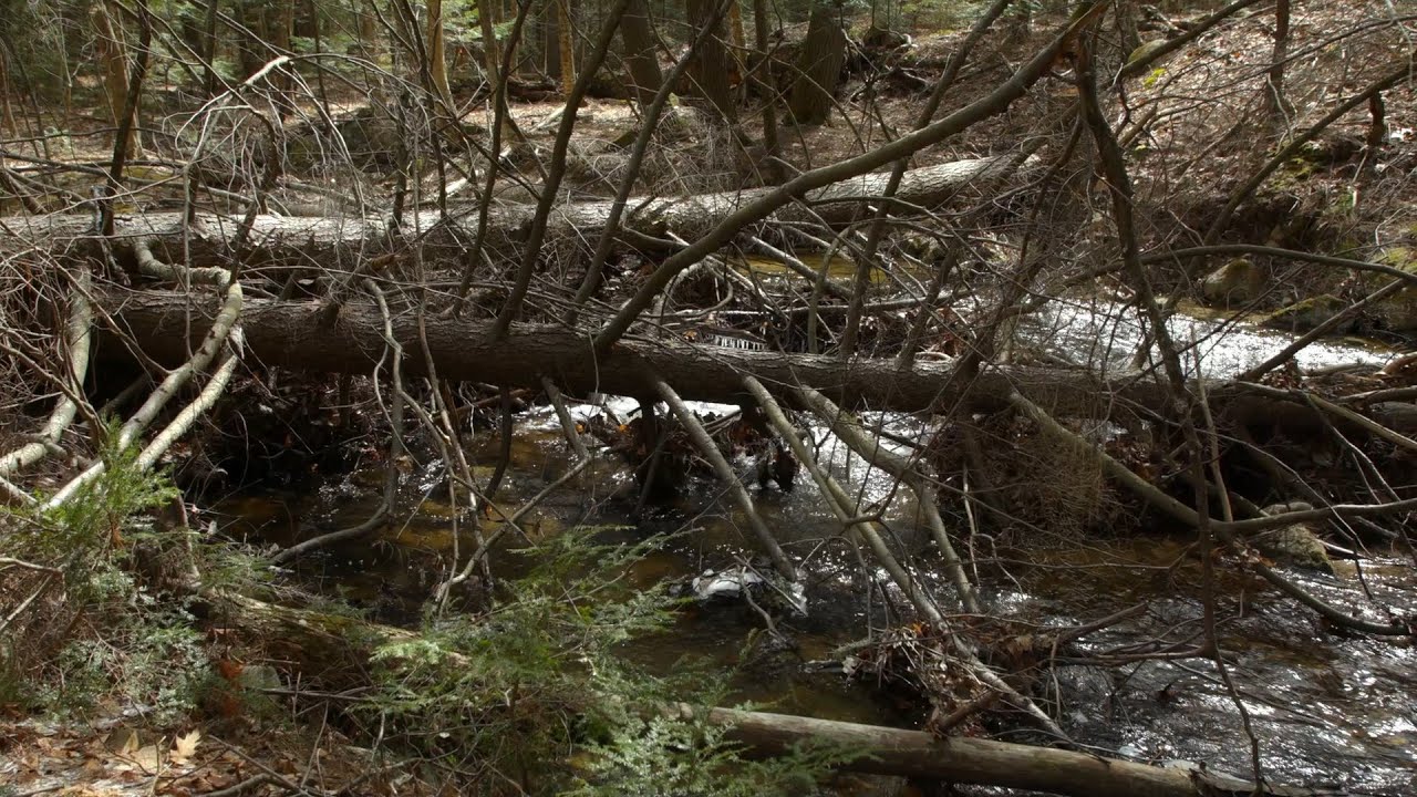 Restoring Streams Naturally with Large Wood - YouTube
