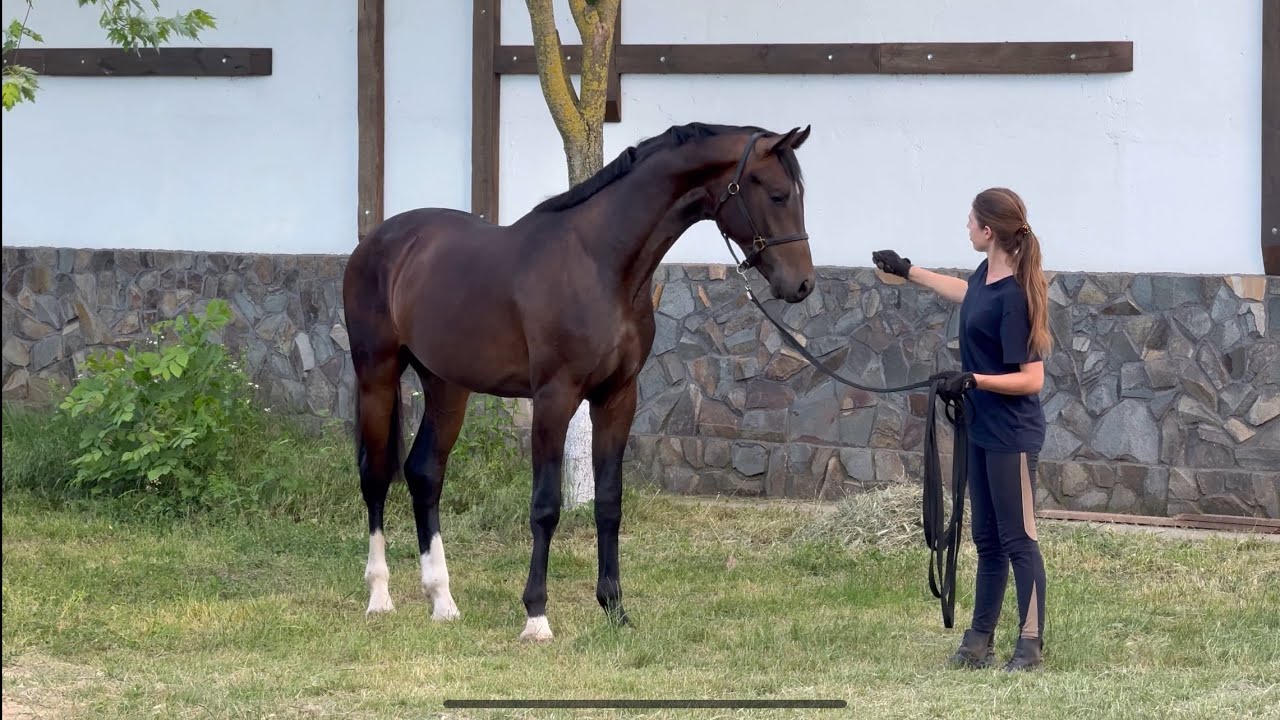 stallion Sir Romance by Sir Heinrich - For Romance l *2022 y.b., 2 y.o ...