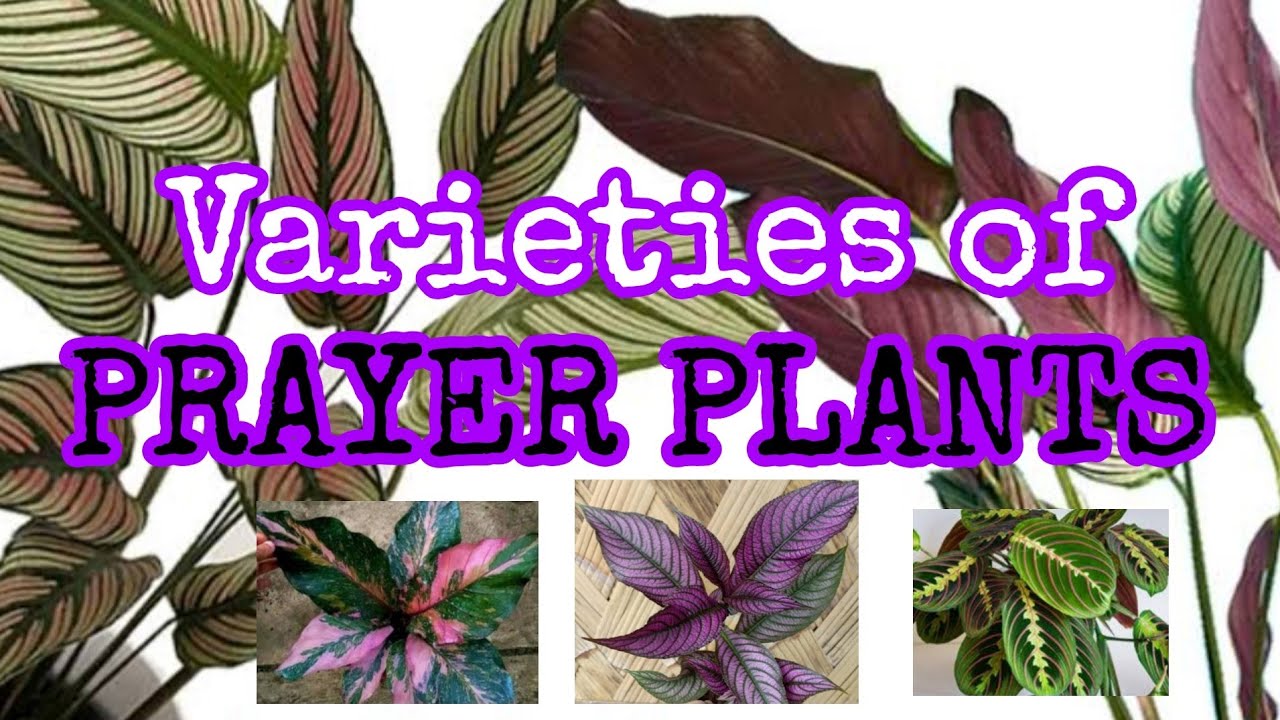 Kinds and Varieties of Prayer Plants (Plantita G) - YouTube