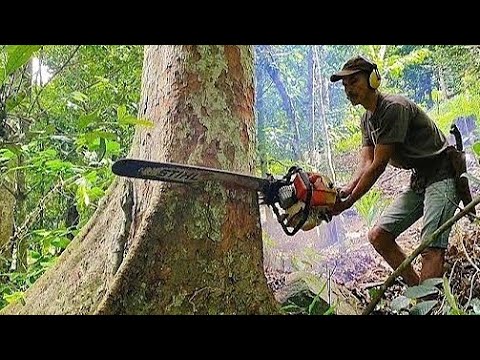 Process of Felling Large Trees with Assembled Chainsaw - YouTube