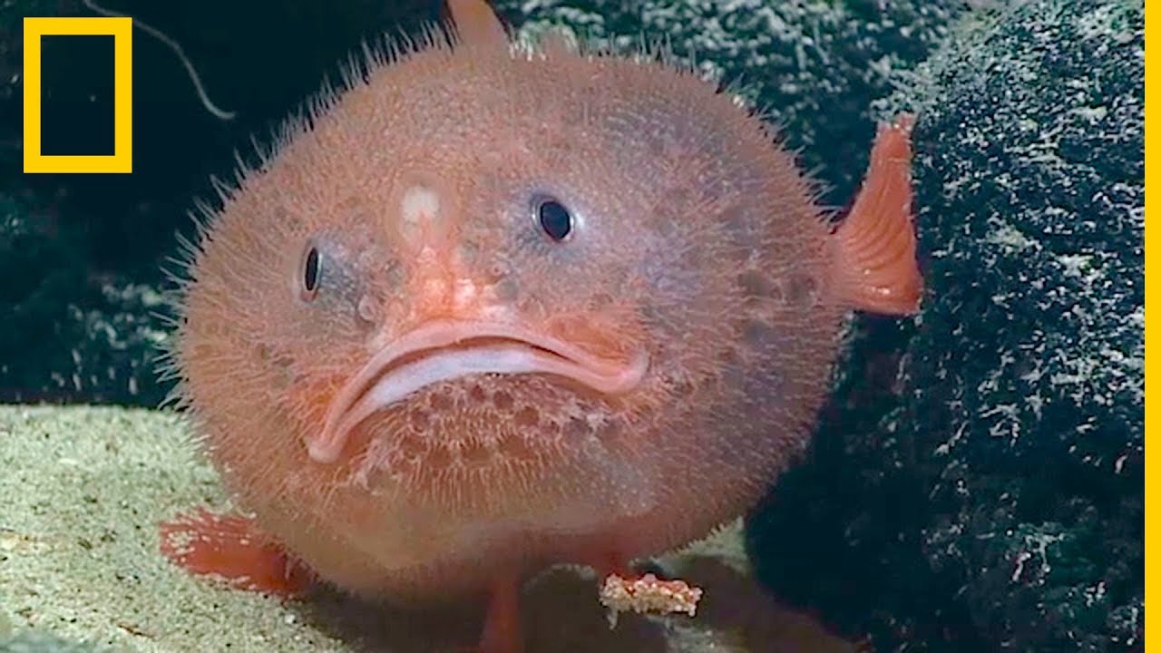 Animales Peces National Geographic National Geographic El Pez