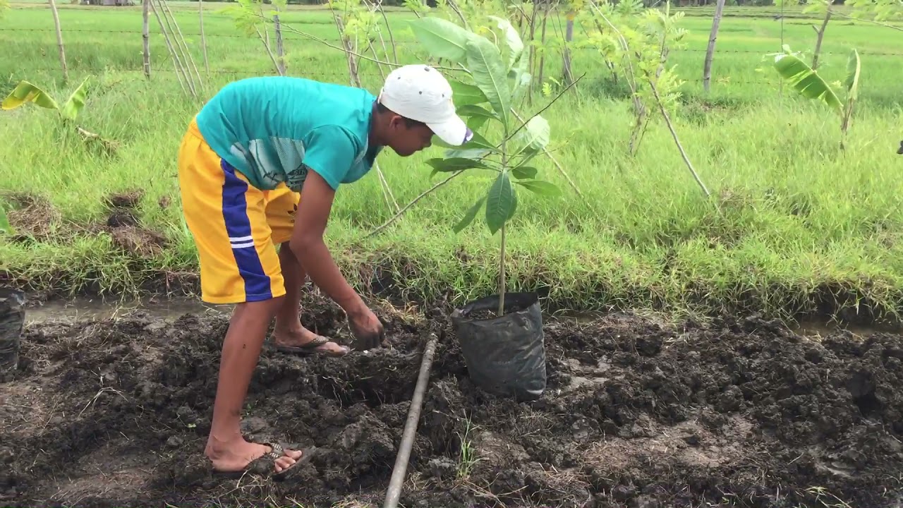 Planting Giant TOOG or Philippine Rosewood/Petersianthus Quadrialatus ...