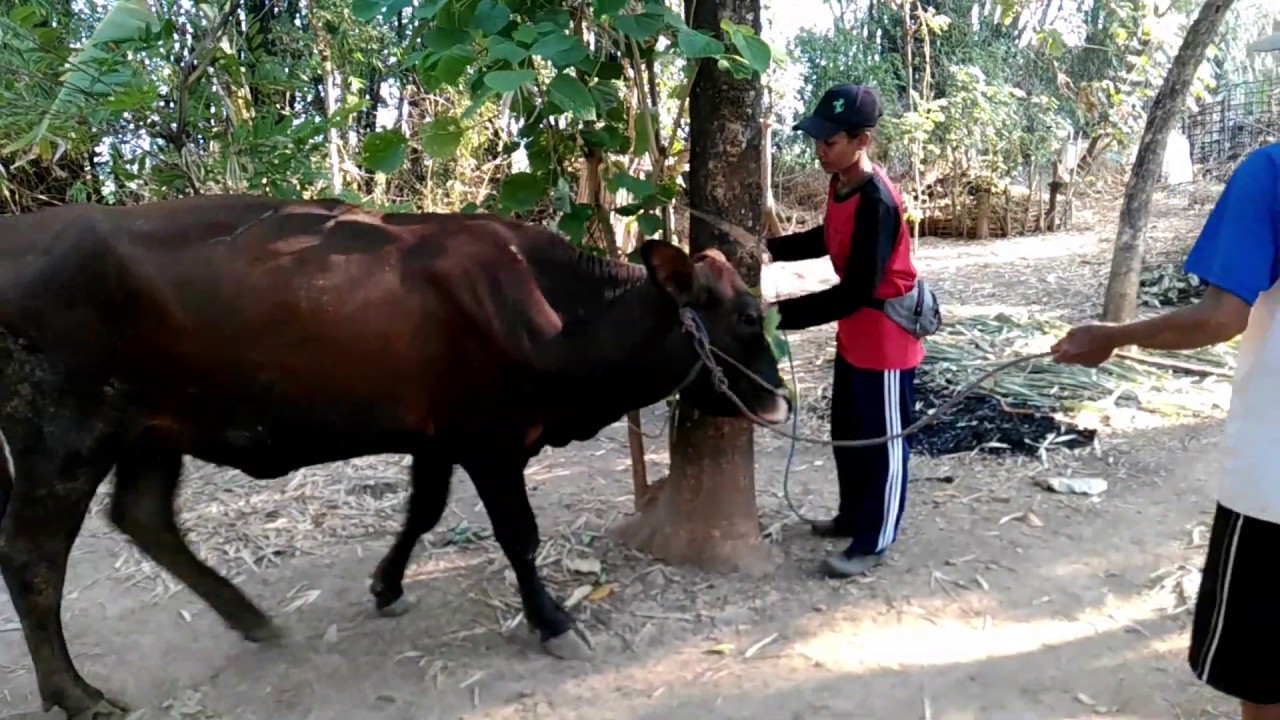 Cow mating on the Forest with woman Beautiful girls . - YouTube