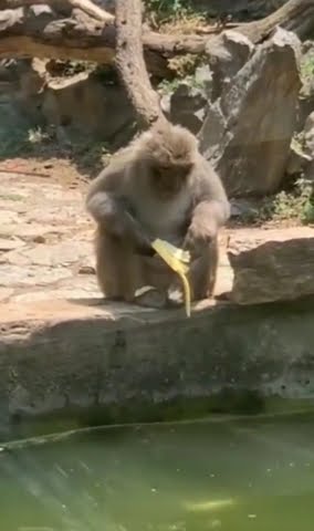 Monkey Gets Roasted By Nature - YouTube