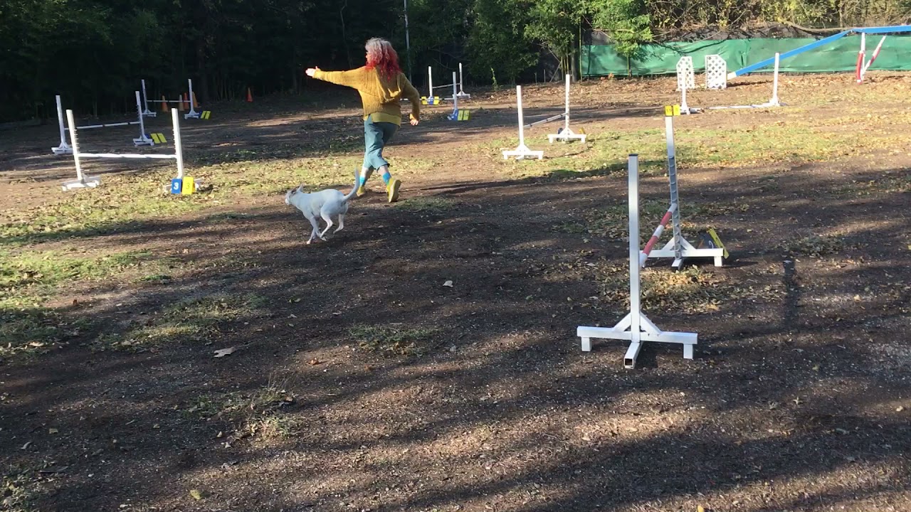 NADAC VT Pixie Walter Jumper Intro 2 112021 - YouTube