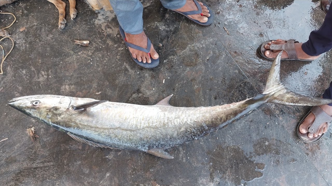 Vanjaram fish🐠 13kg yaalam வஞ்சரம் மீன்🐟 13கிலோ ஏலம் giri official ...