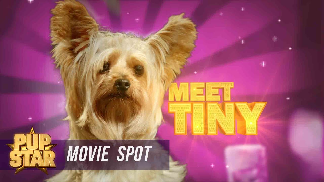 Pup Star - Meet Tiny - YouTube
