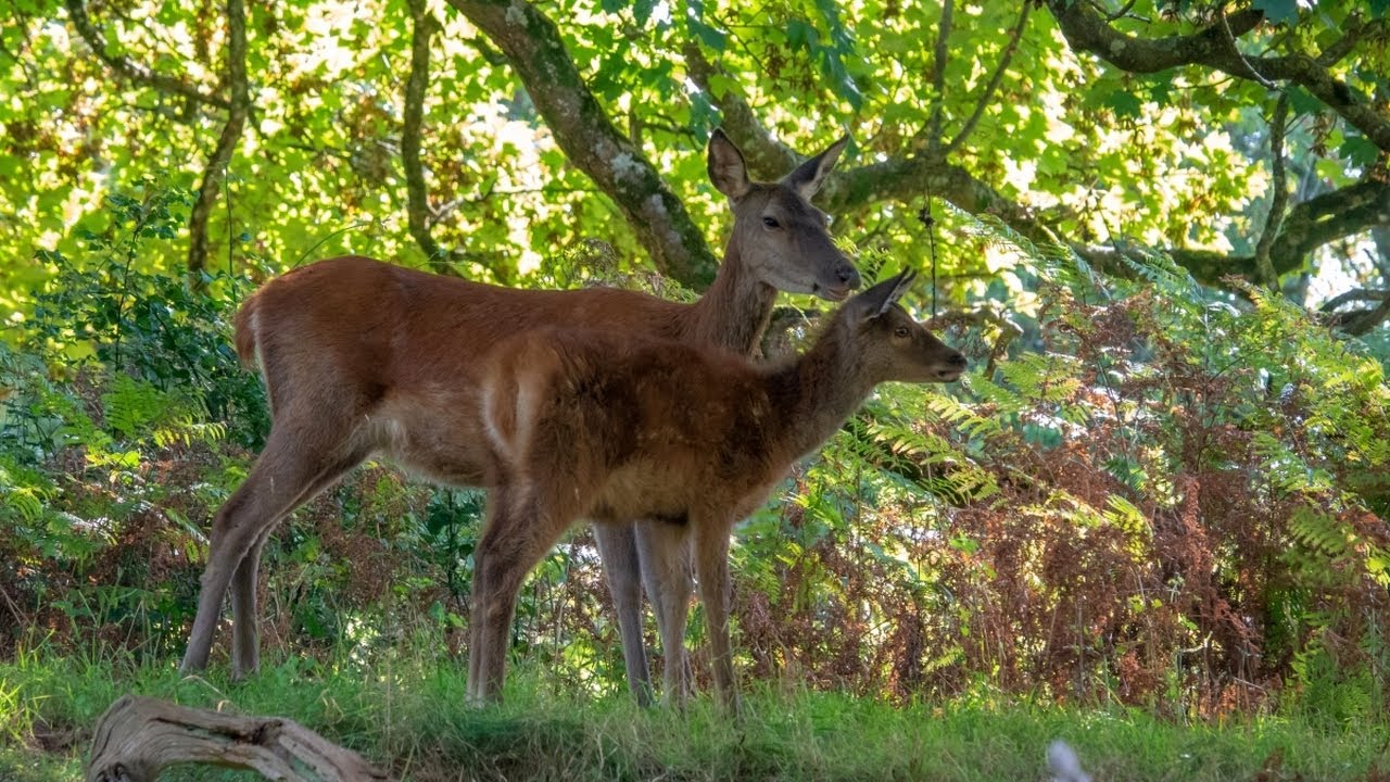 Woodland Deer Browsing in Glorious Autumn sunshine - YouTube