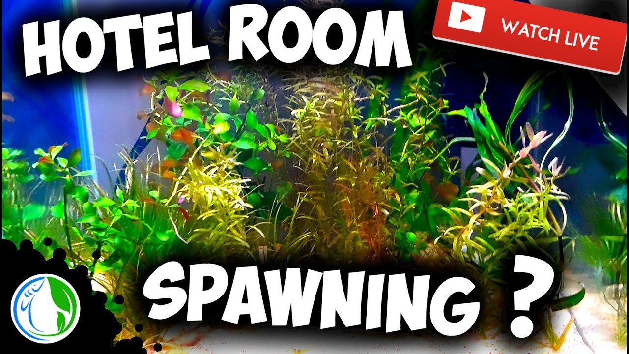HOTEL FISH ROOM SETUP - SPAWNING WILD BETTA FISH IN HOTEL ROOM? - YouTube