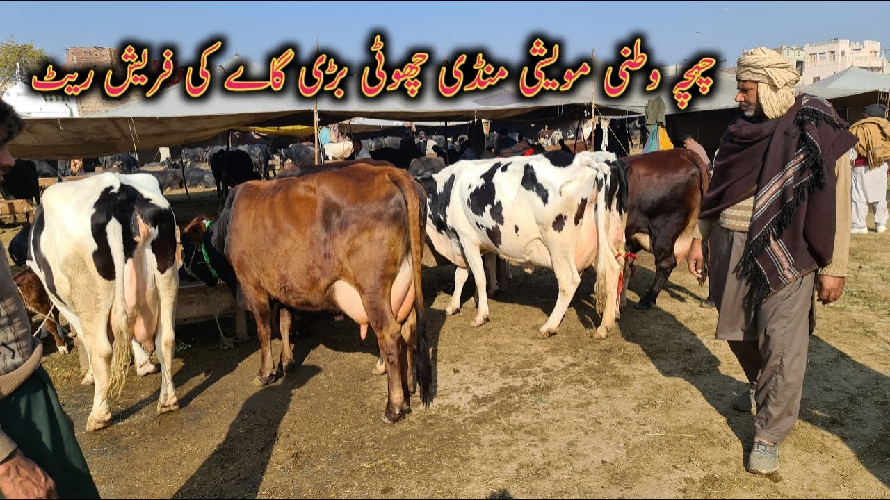 CHICHAWATNI COW MANDI FRESH COW RATES AUSTRALIAN FRISIAN JERSEY SAHIWAL ...