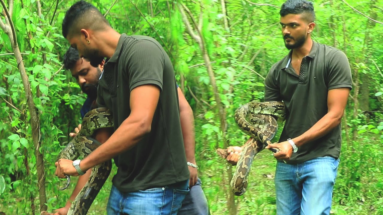 Big python rescued | 大きなニシキヘビが救出されました #wildanimals #attack - YouTube