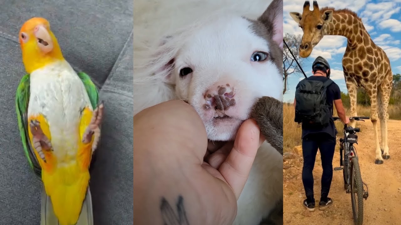 The Cutest and Purest Animals Of Tik Tok 🐶 - YouTube