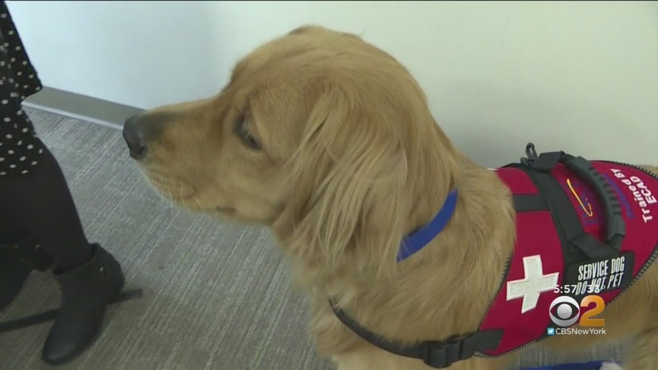 Healthcare Professionals Being Taught How To work With Service Dogs ...