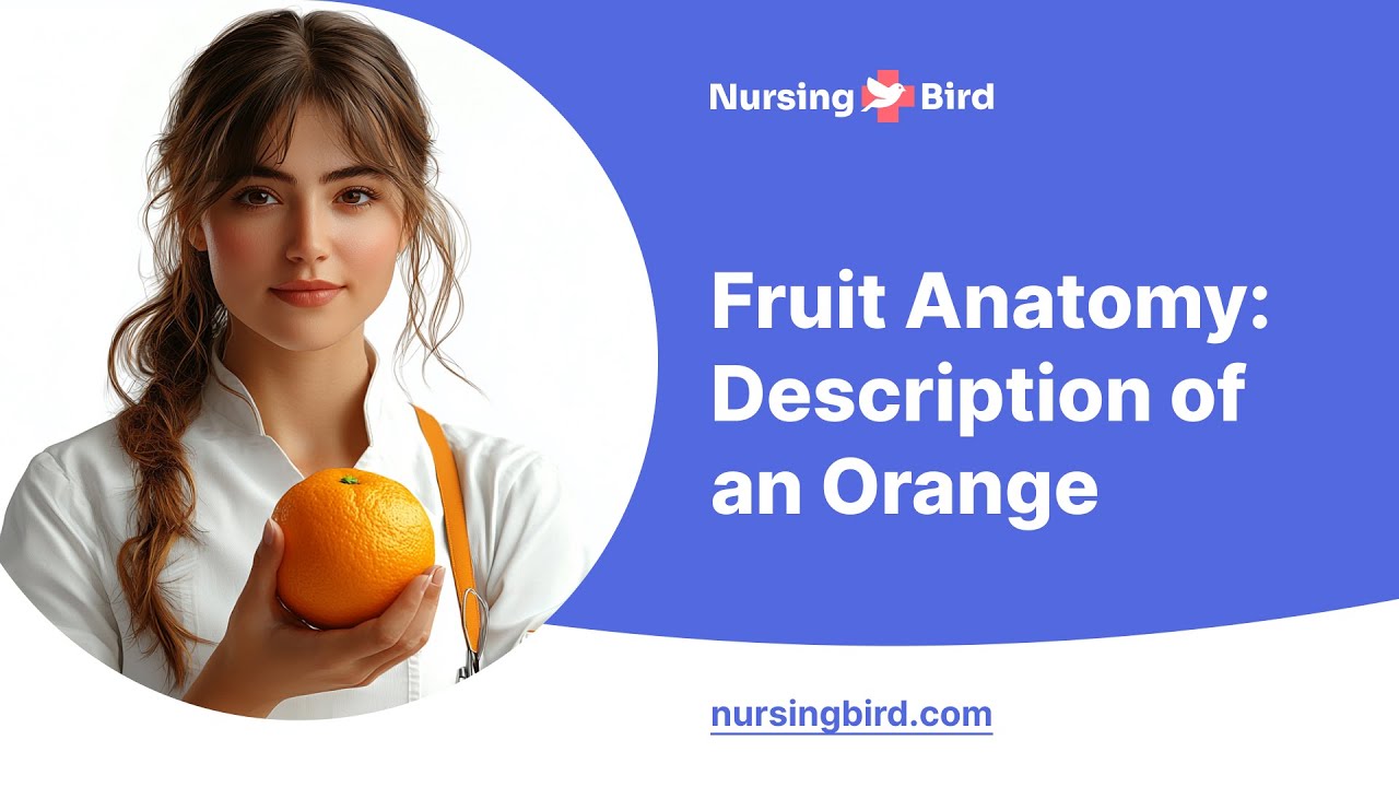 Fruit Anatomy: Description of an Orange - Essay Example - YouTube