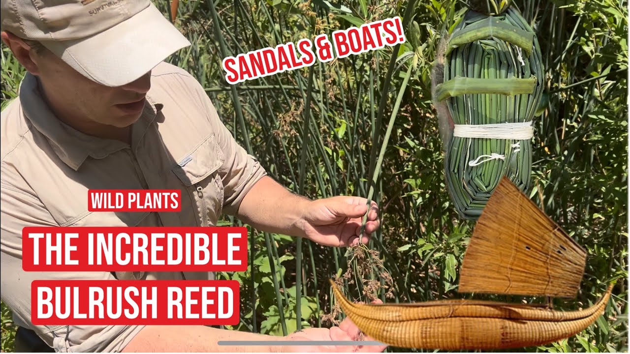 The Survival Uses of Bulrush & Reeds. These Reeds Changed The World ...