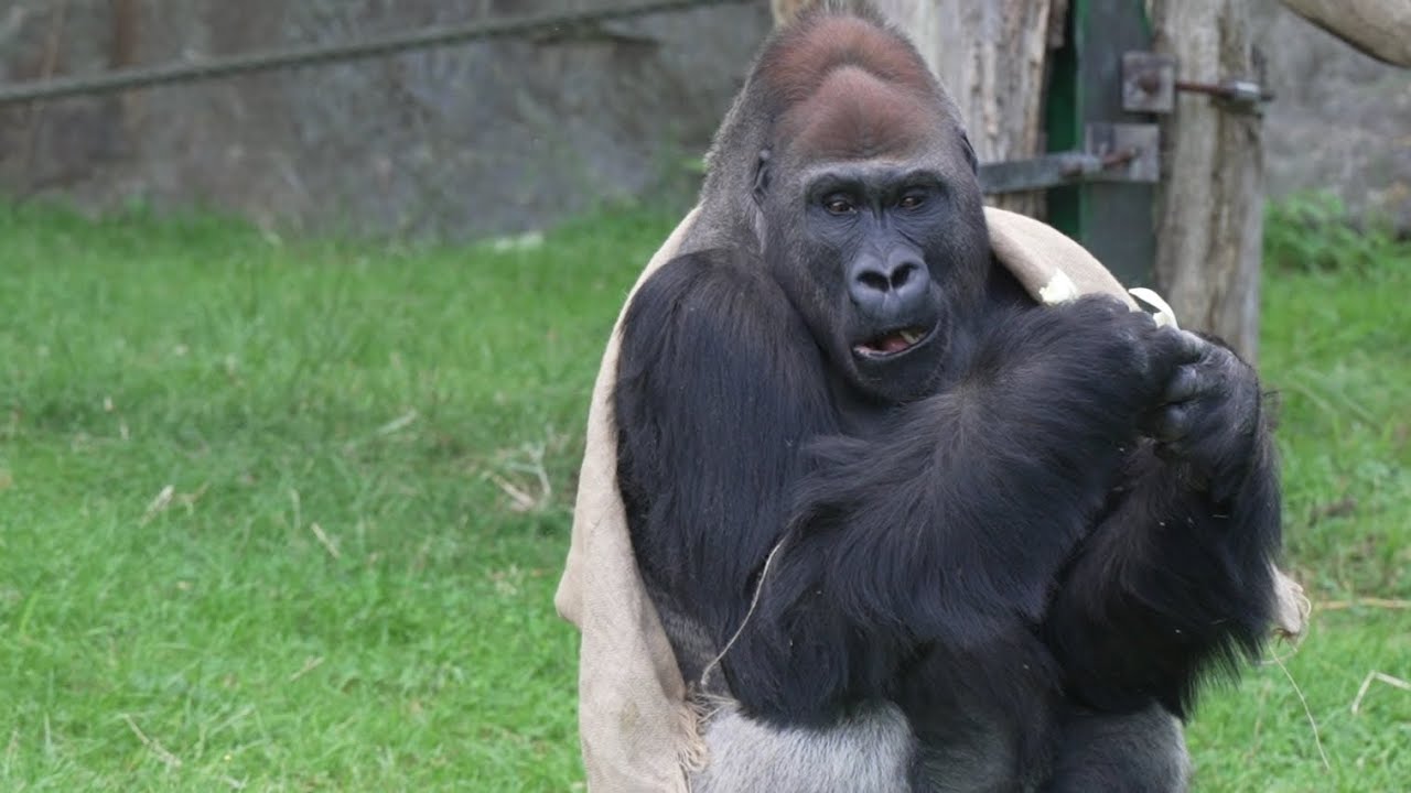 gorilla,Gorilla,Zoo Leipzig 4k,zoo leipzig,Pongoland,german moderation ...