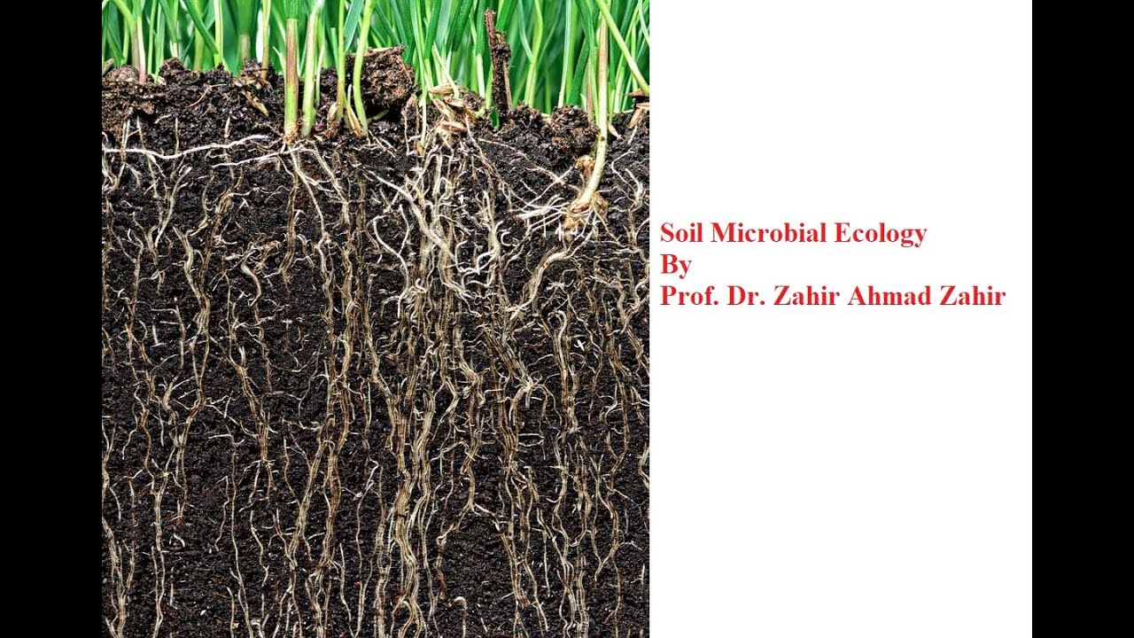 Soil Microbial Ecology (Lecture 1) - YouTube
