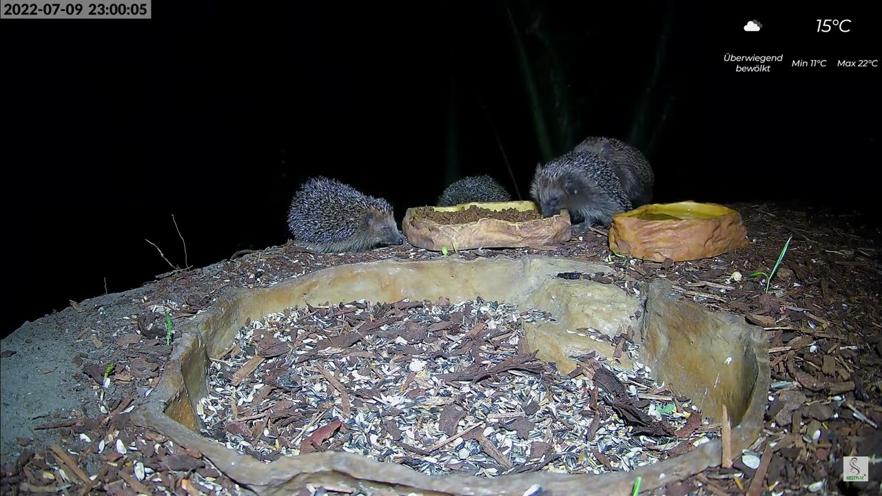 Igel-Paarungsversuch beim Fressen - Hedgehog mating attempt during ...