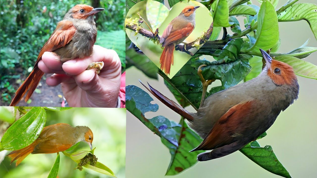 Red-faced spinetail is known for its secretive nature, making it ...