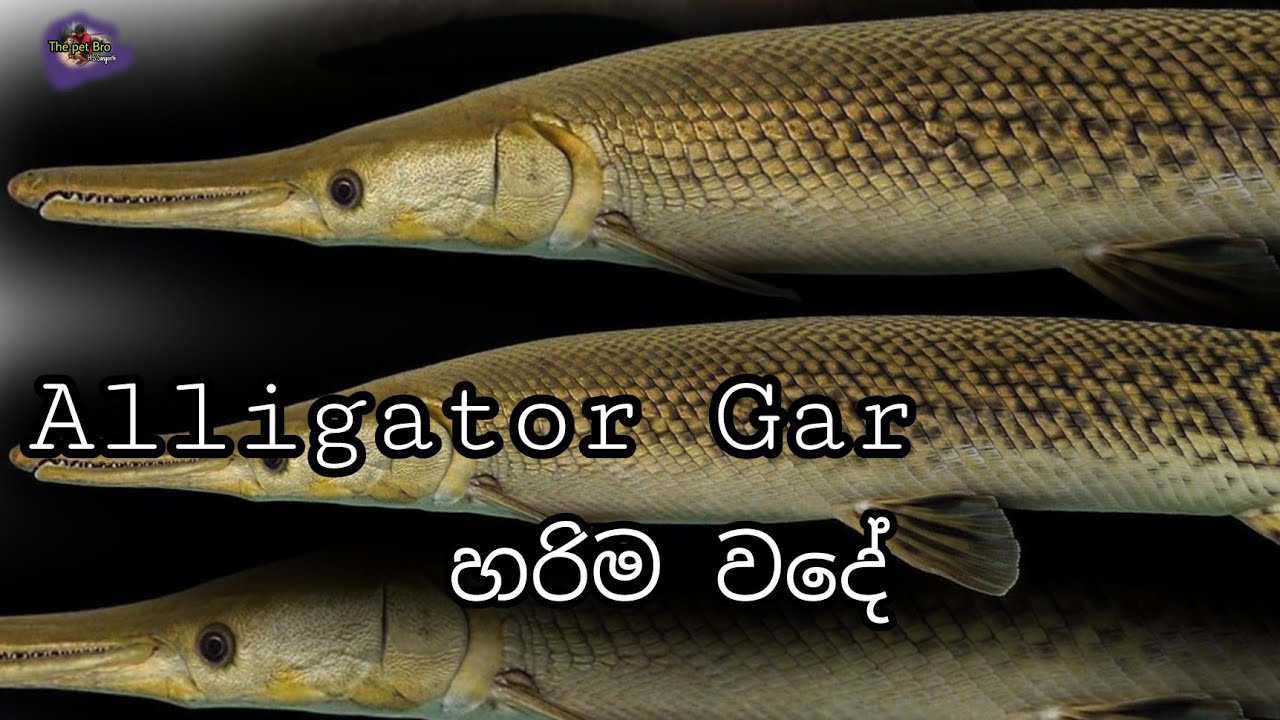 alligator gar , Monster pond එක ආයේ වෙනස් කරන්න වුනා. Alligator and ...
