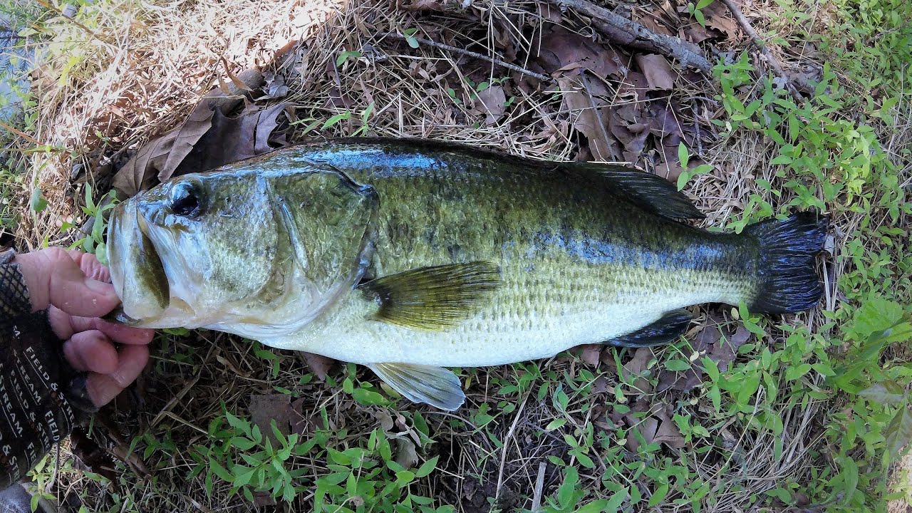 Pond Fishing 🥶🥶🥶 8 Fish On Senco POND MOSTER AT THE END🤯😱😳 - YouTube