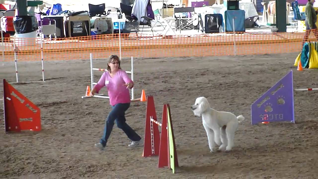 Standard Poodle, Splash, Open JWW agility - YouTube