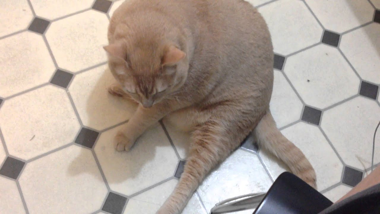Fat cat falls over - YouTube