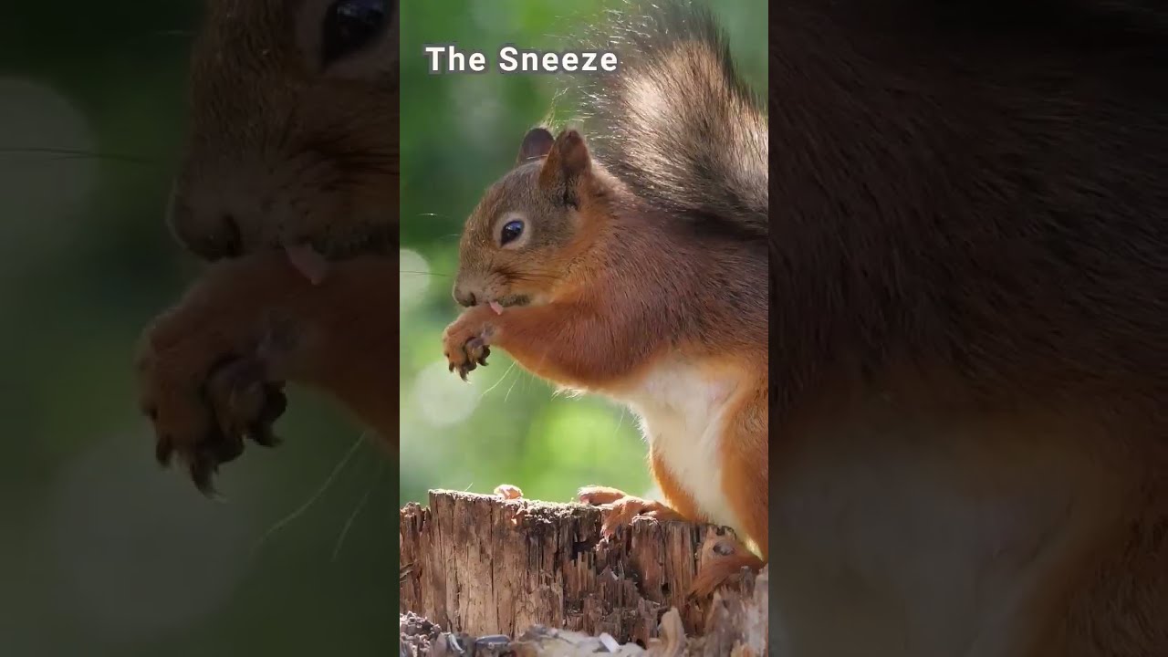 Best Red Squirrel Sounds | Super close-ups 🐿️🤪 - YouTube
