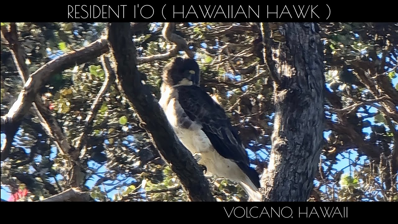 RESIDENT I'O ( HAWAIIAN HAWK ) VOLCANO, HAWAII ( BIRD WATCH ) please ...