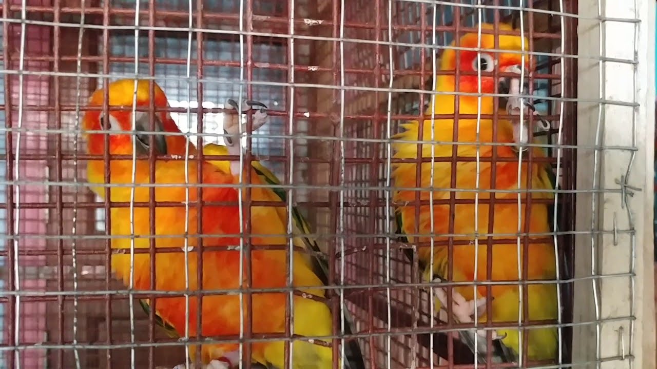RED FACTOR HIGH YELLOW SUPER SUN CONURE PAIR AT MY HOUSE - TODAY'S ...