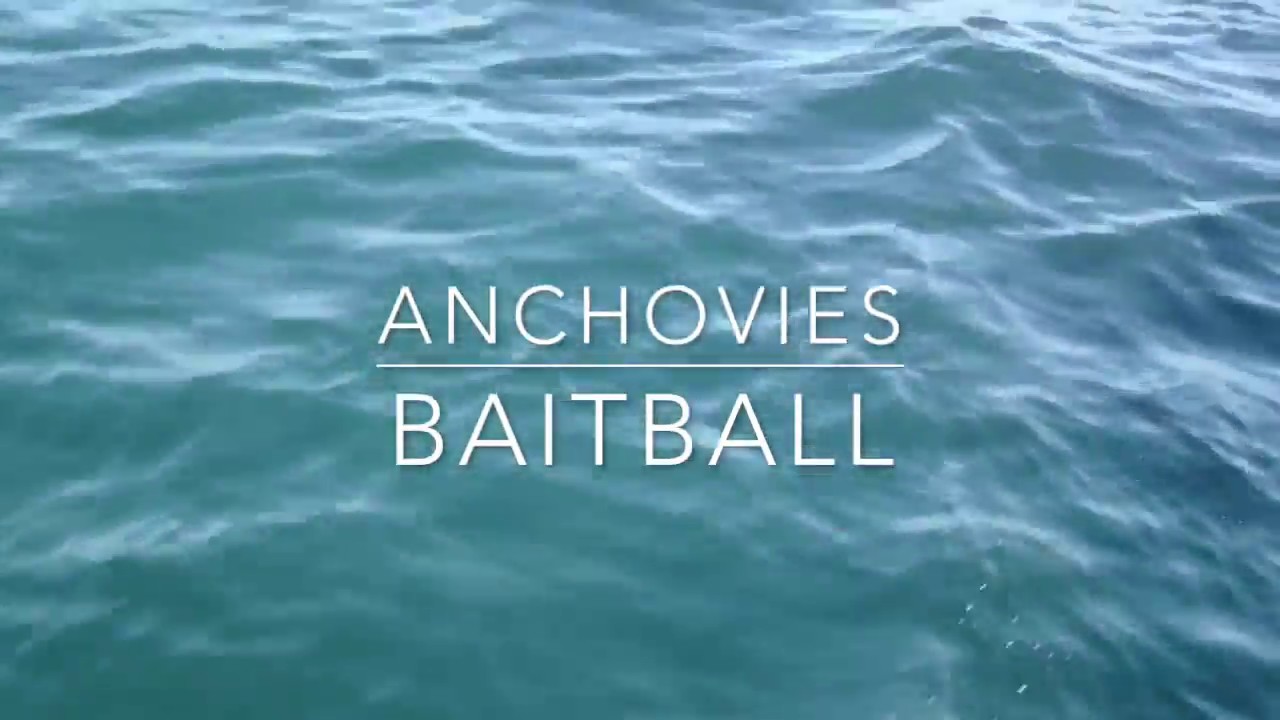 Crab Moss Landing - YouTube