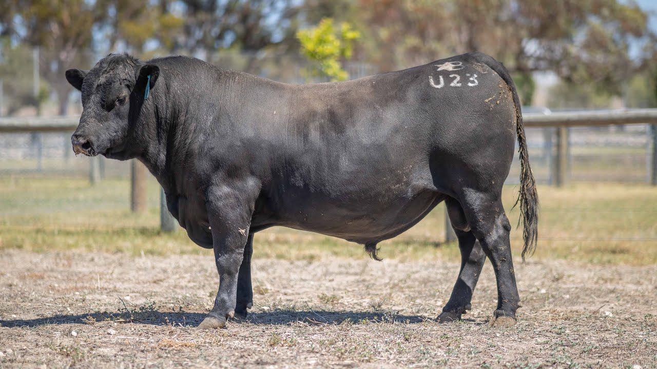 LOT 6 WBB23U23 UPTOWN U23 2025 - YouTube