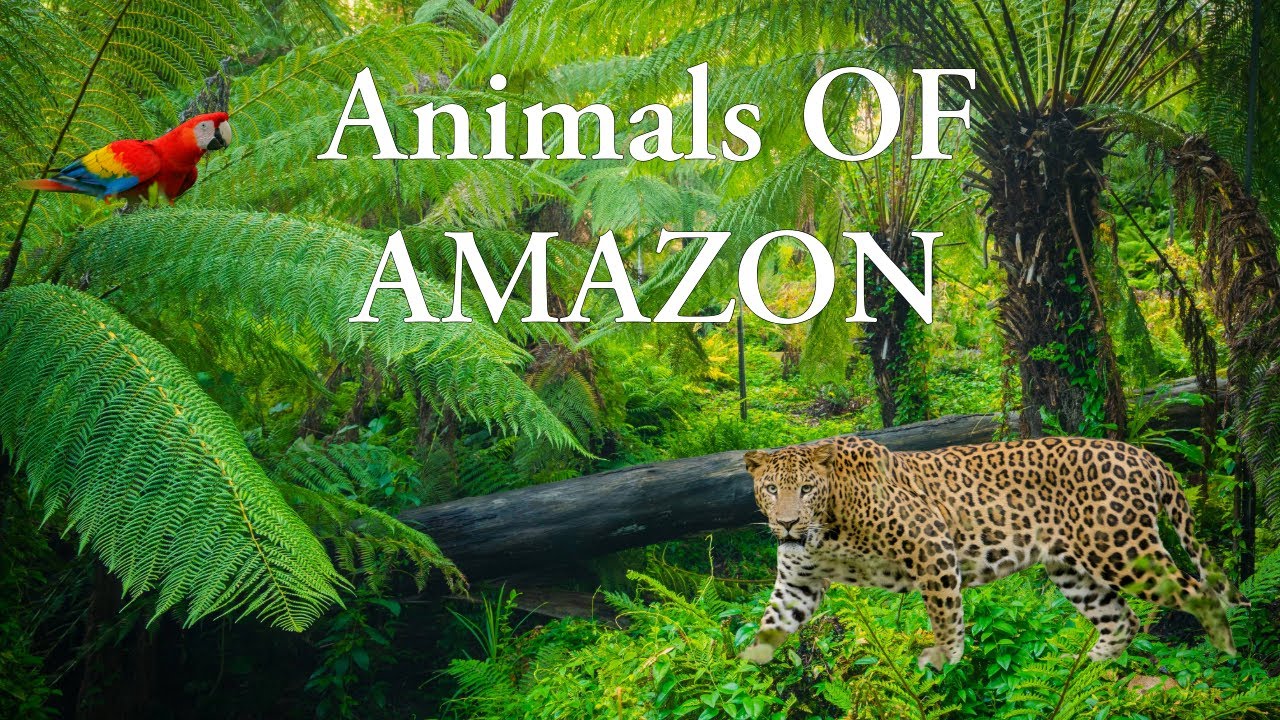 Animals of Amazon 4k wildlife in amazonJungle naturally animal - YouTube