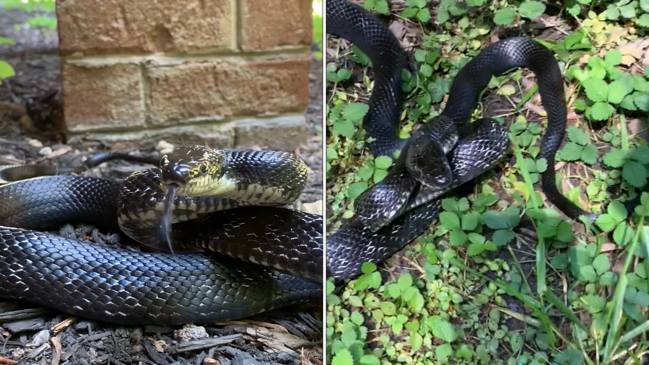 "Jaw-Dropping Encounter: Eastern Rat Snake's Lightning-Fast Strike ...