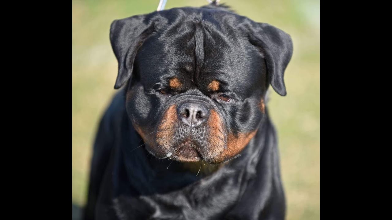 DOCTOR TIMIT TOR || DOG SHOW PERFORMANCE || BEST IN SHOW || ROTTWEILER ...