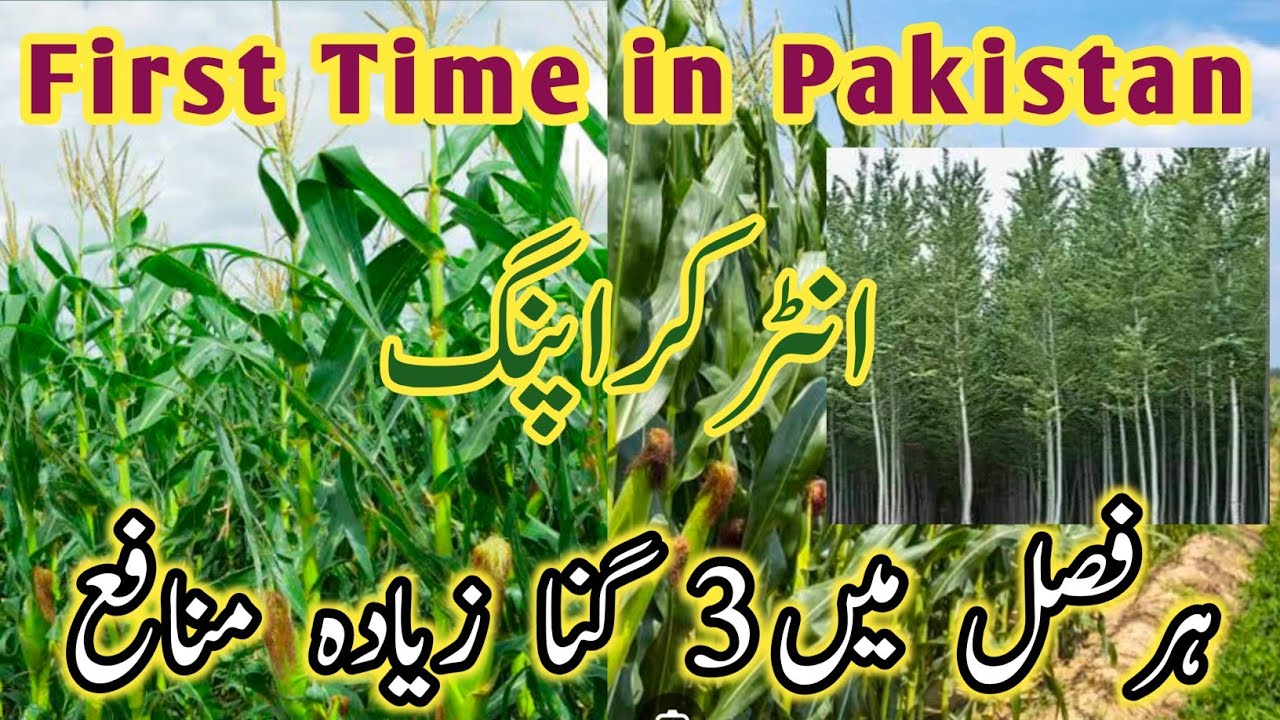 Best intercropping | How to grow Profitable multiple crops in one place ...