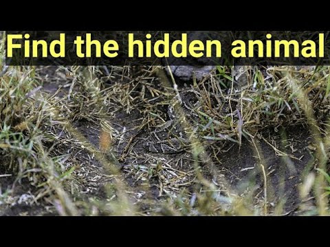 Where's the Wild Thing Can You Find the Hidden Animal | A Picture ...