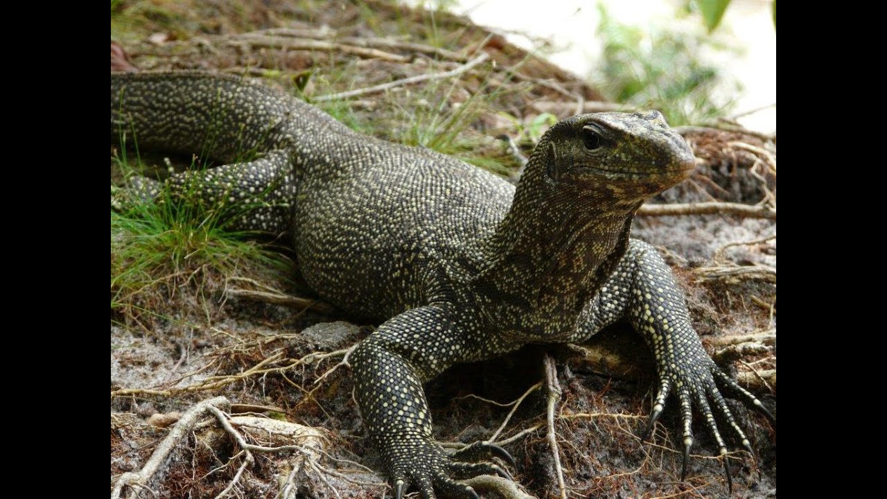 Giant Monitor Lizard - YouTube