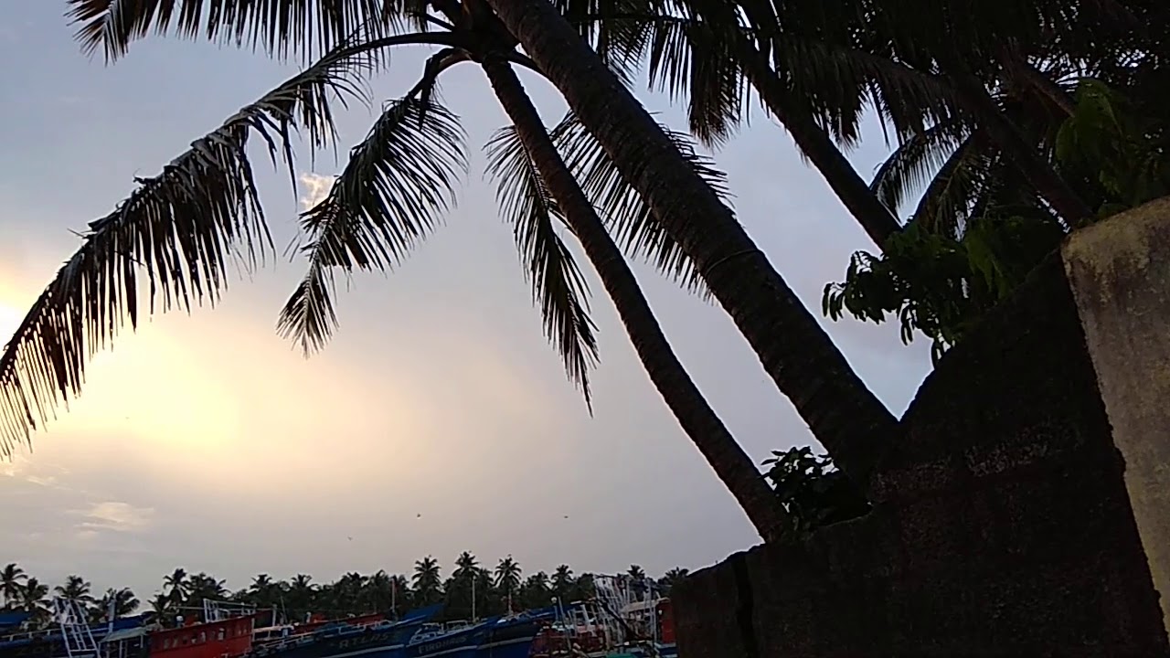 High flying pigeon Parava pravu Aaa 64 - YouTube