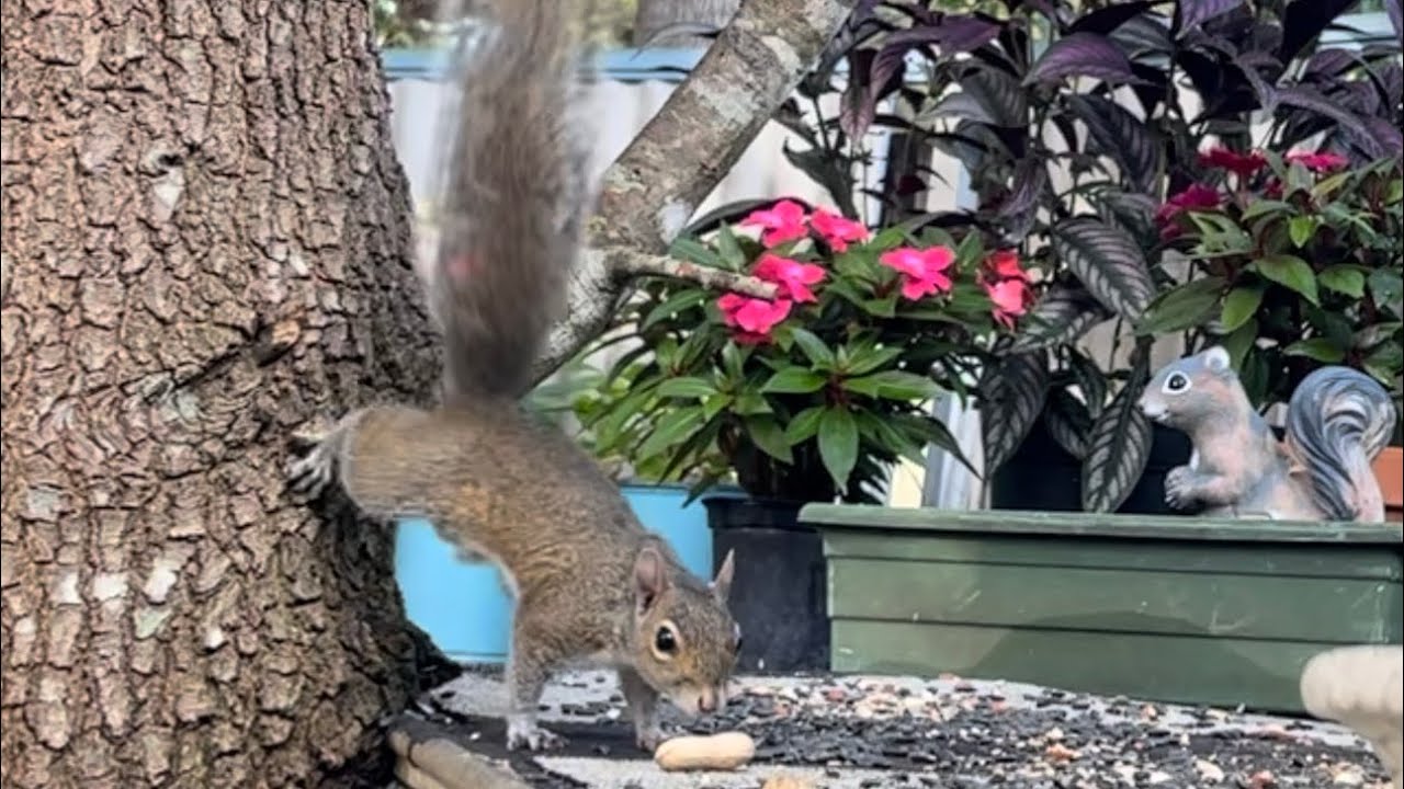 Cautious Squirrel Checks Out Peanut & Seeds - YouTube