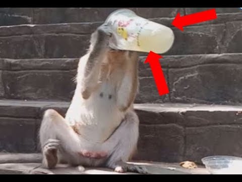 Monkey baby drink Sugarcane juice - YouTube