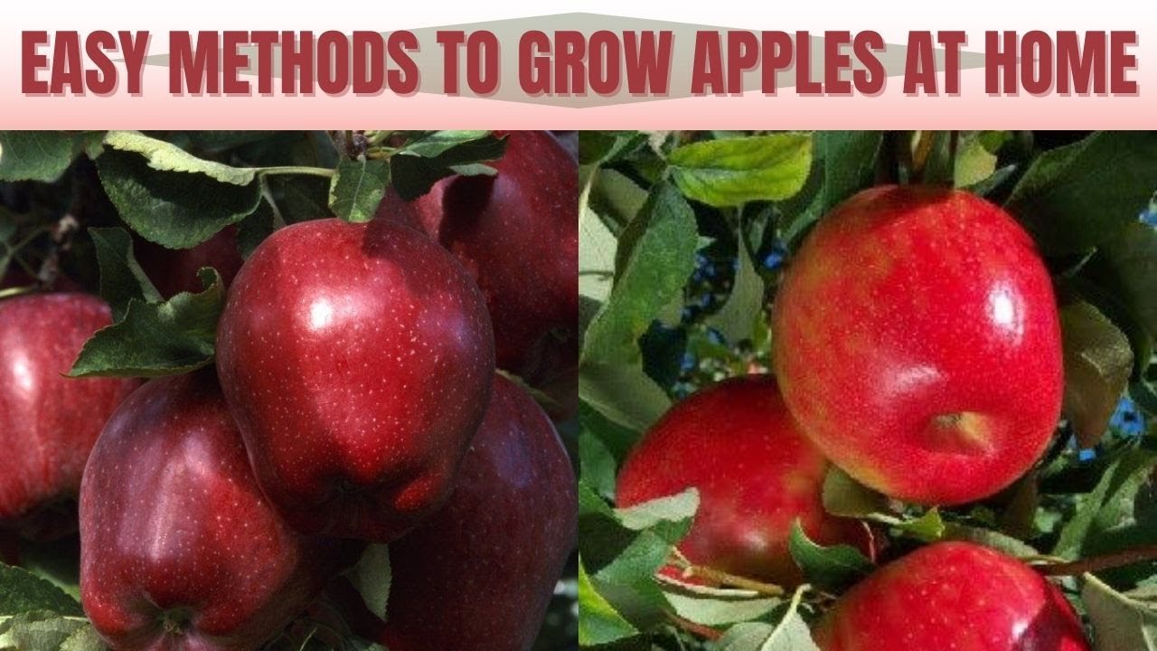 How about "Growing Apples at Home: Easy Methods for a Bountiful Harvest ...