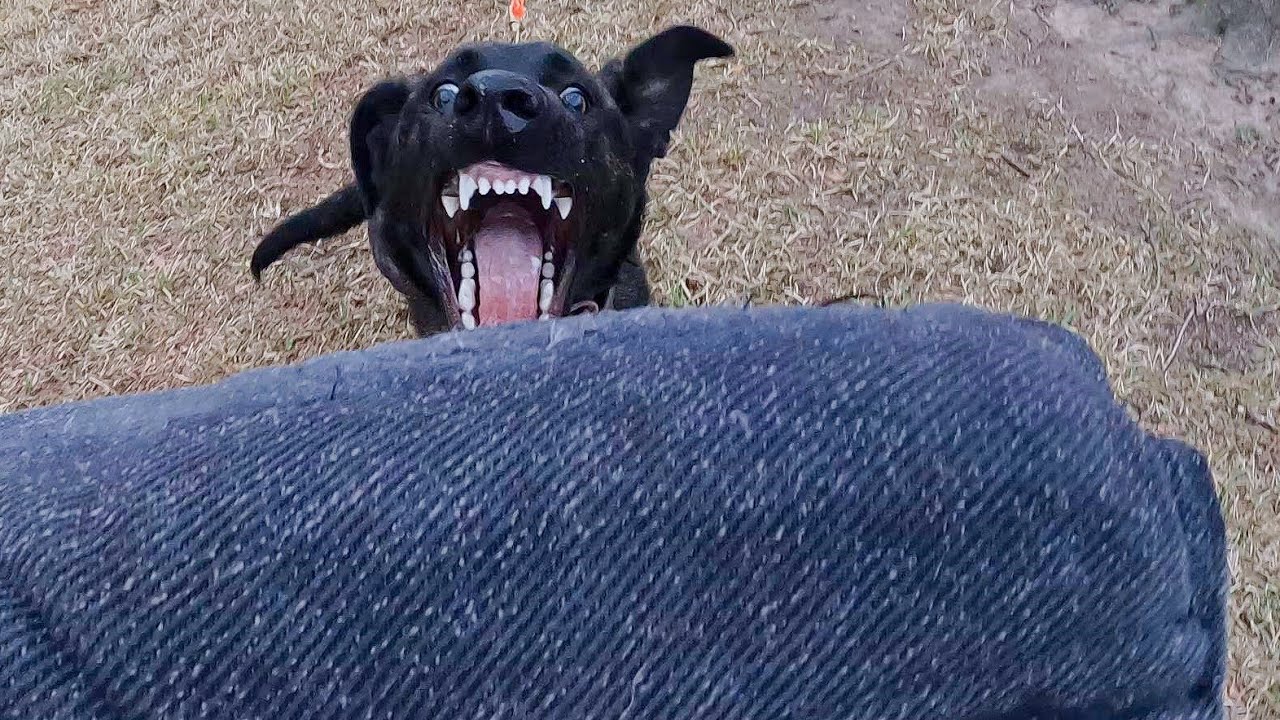 Max the Dutch Shepherd | 4-7 month Dog Training - YouTube
