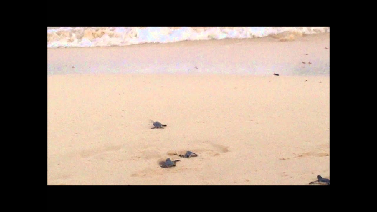 Baby Turtles with Conch - YouTube