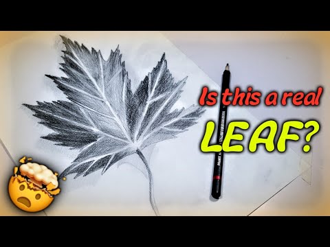 HOW TO DRAW A LEAF? | DRAWIND LEAF| EASY DRAWING LEAF 🍃🍂 - YouTube