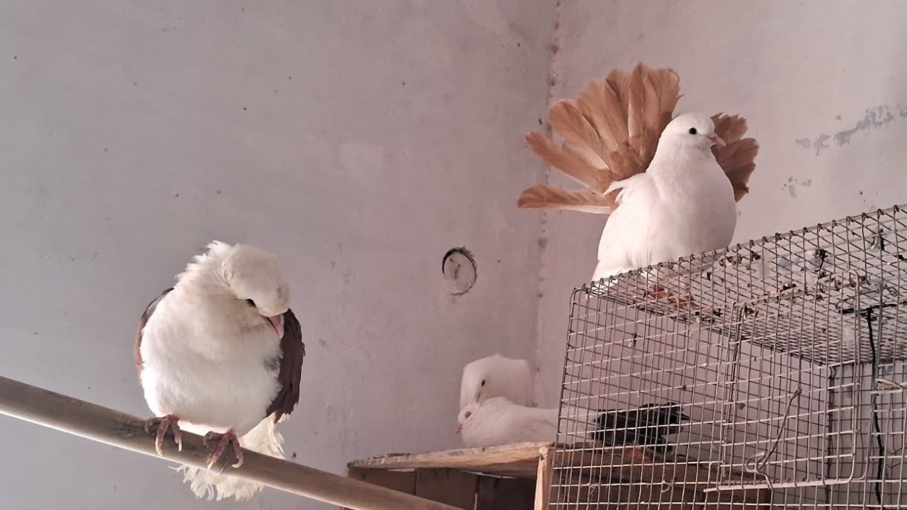 Yellow Tailmark,black tailmark, FANCY PIGEONS LIKE FANTAIL, LAKKA ...
